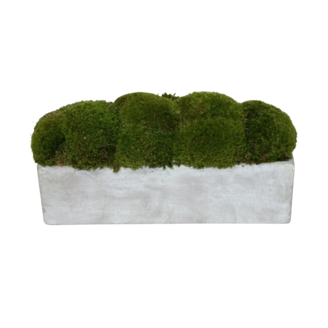 Moss & Orchids – Oyster Creek Collection